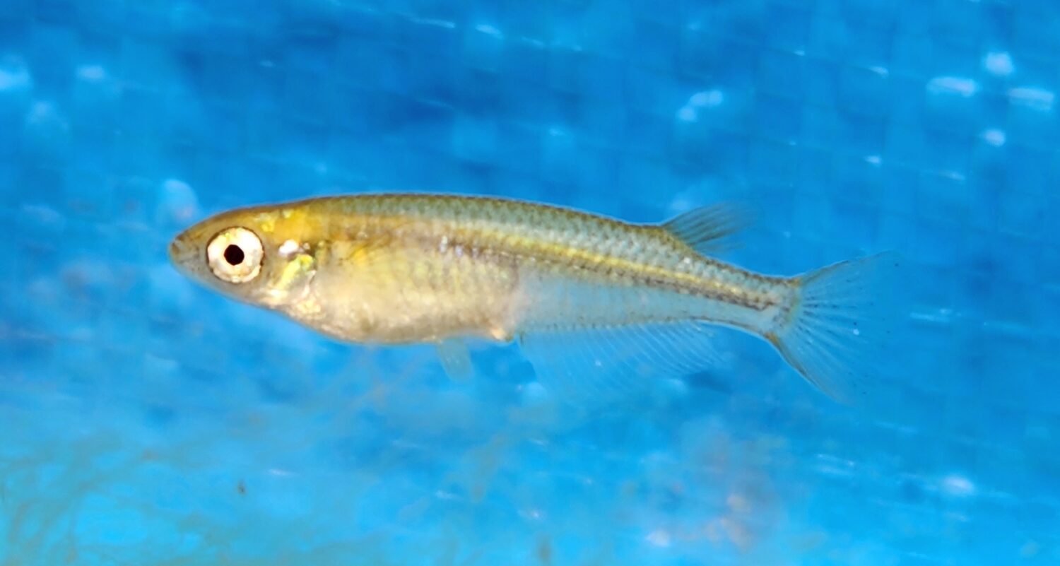 メダカ | 【公式】池田動物園